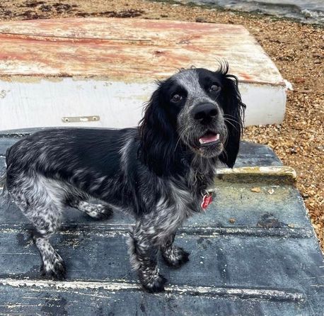 Stăpâna unui cățel a izbucnit în râs în momentul în care și-a văzut ...