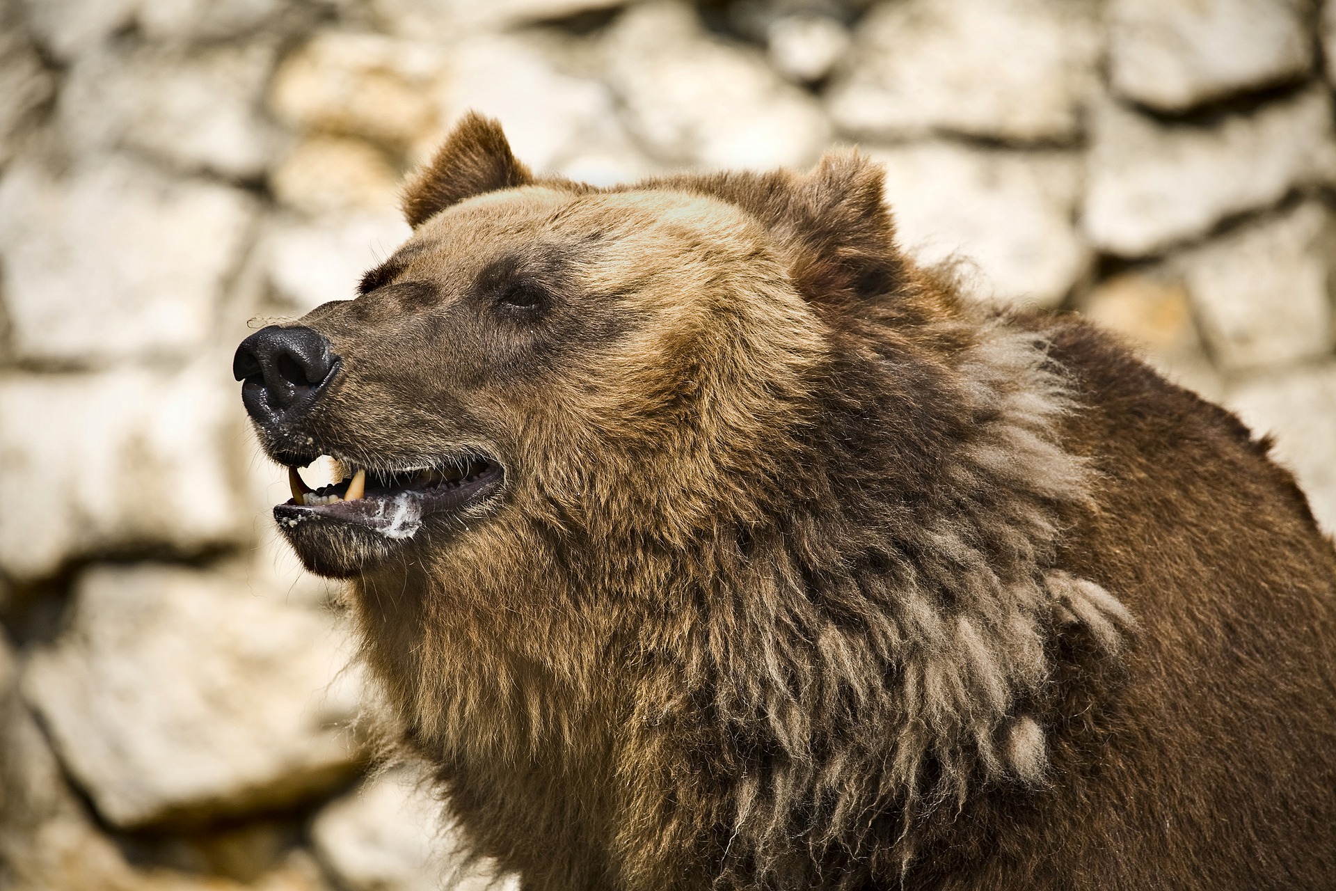 Încă o femeie a fost atacată de urs în Harghita! Tânăra se afla în ...