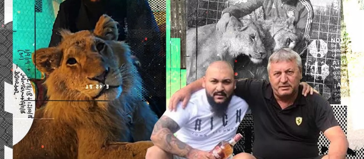 Leul din clipul lui Dani Mocanu a ajuns în Olanda! Animalul a fost ...