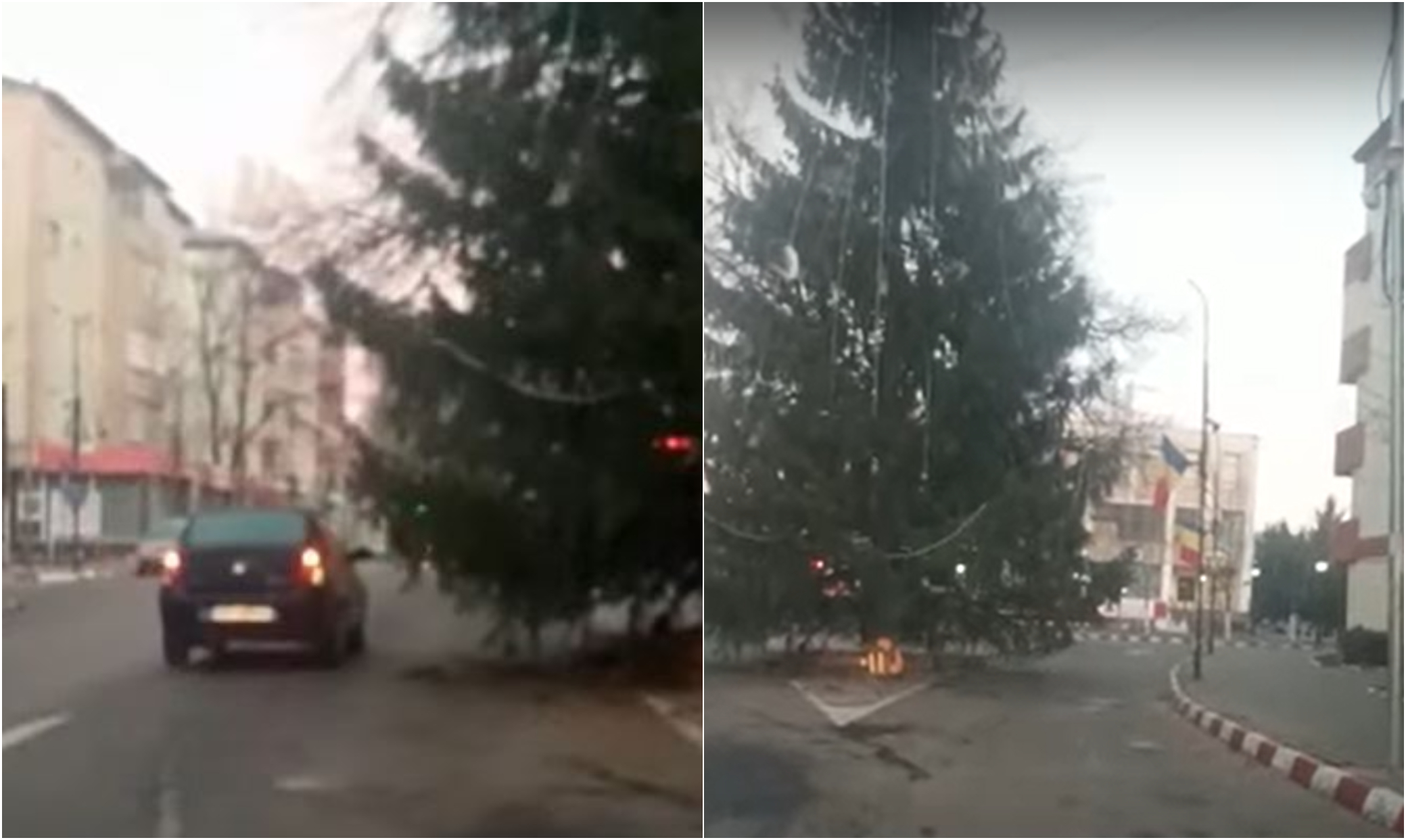 Imaginile zilei | Un brad de Crăciun, înalt de câțiva metri, blochează ...