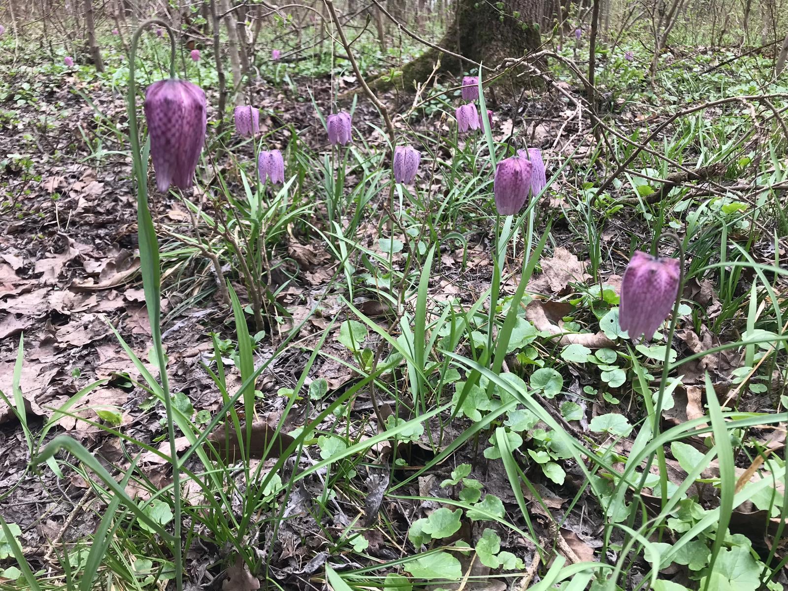 Cea mai scumpă lalea din România. Dacă o rupi, plăteşti...