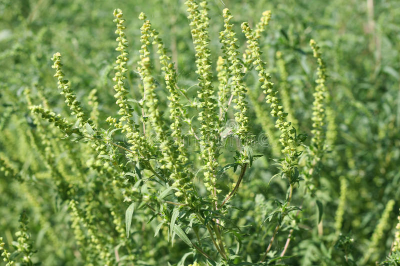 Planta care crește peste tot și care te poate trimite la urgență! Cum ...