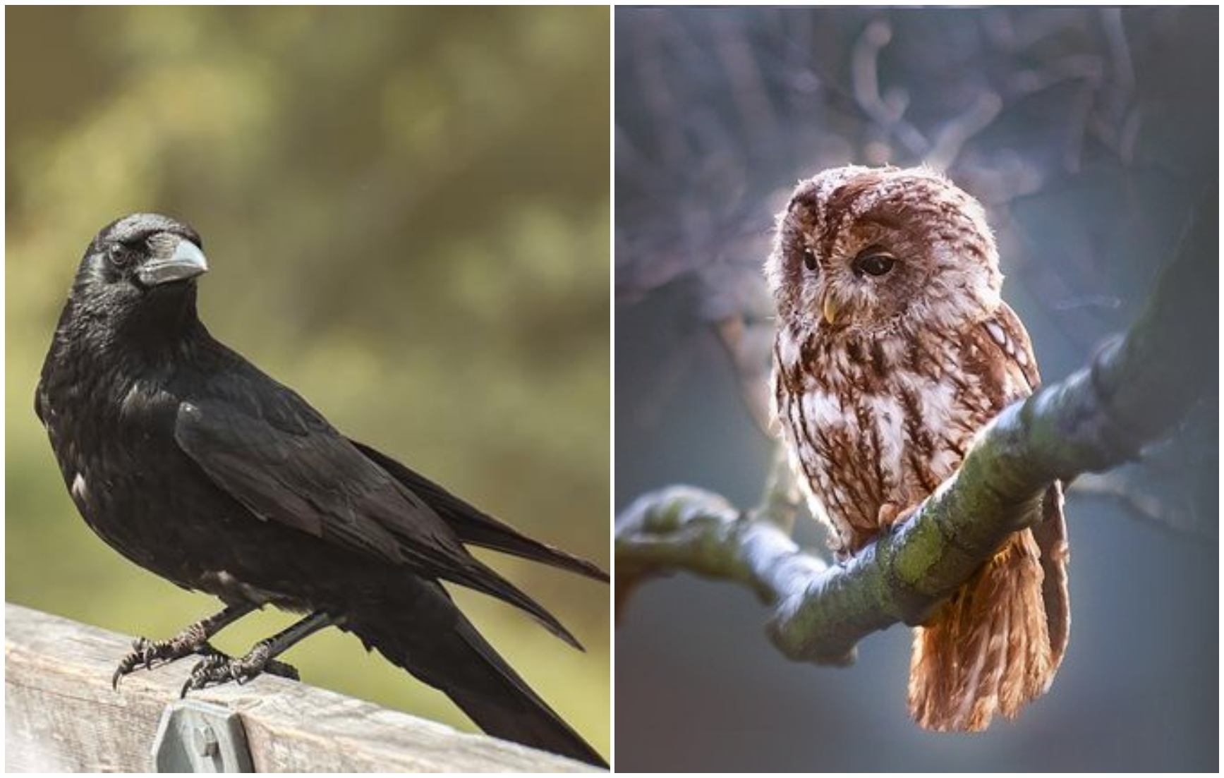 Zodiacul păsărilor sacre. Eşti Corb sau Bufniţă? Calculează-ţi semnul ...