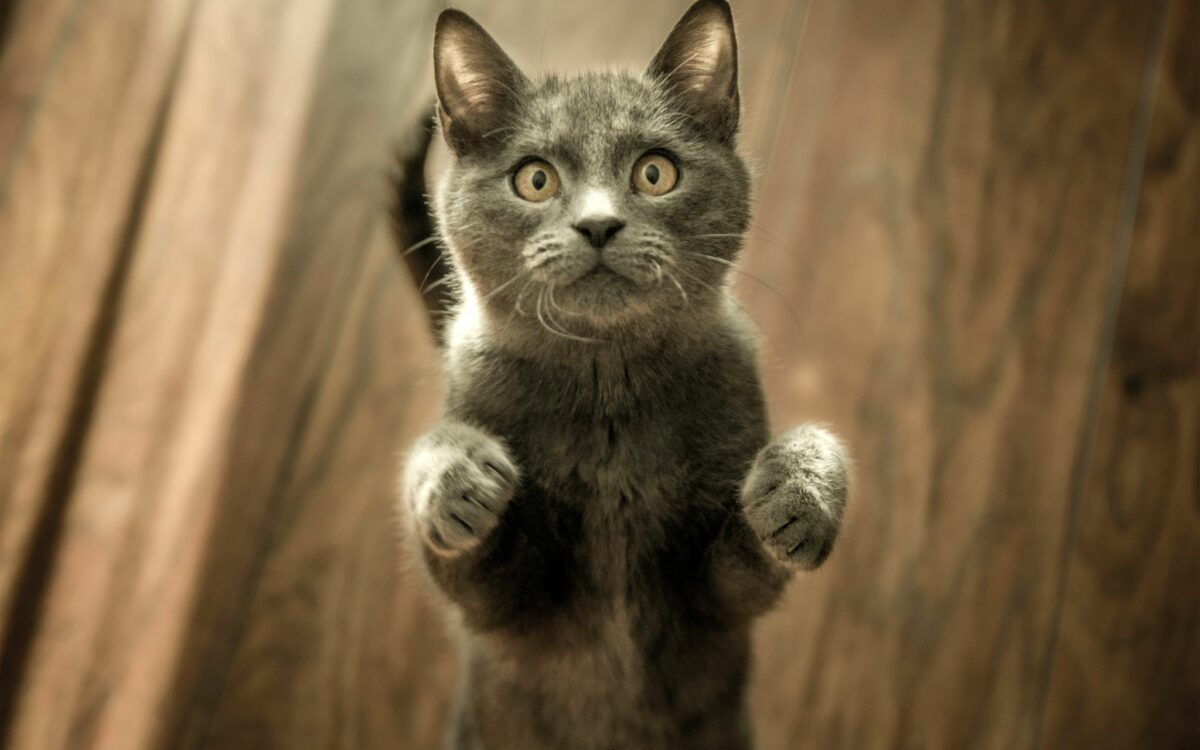 Ce vârstă reală are pisica ta în ani omenești, de fapt. Avem formula ...