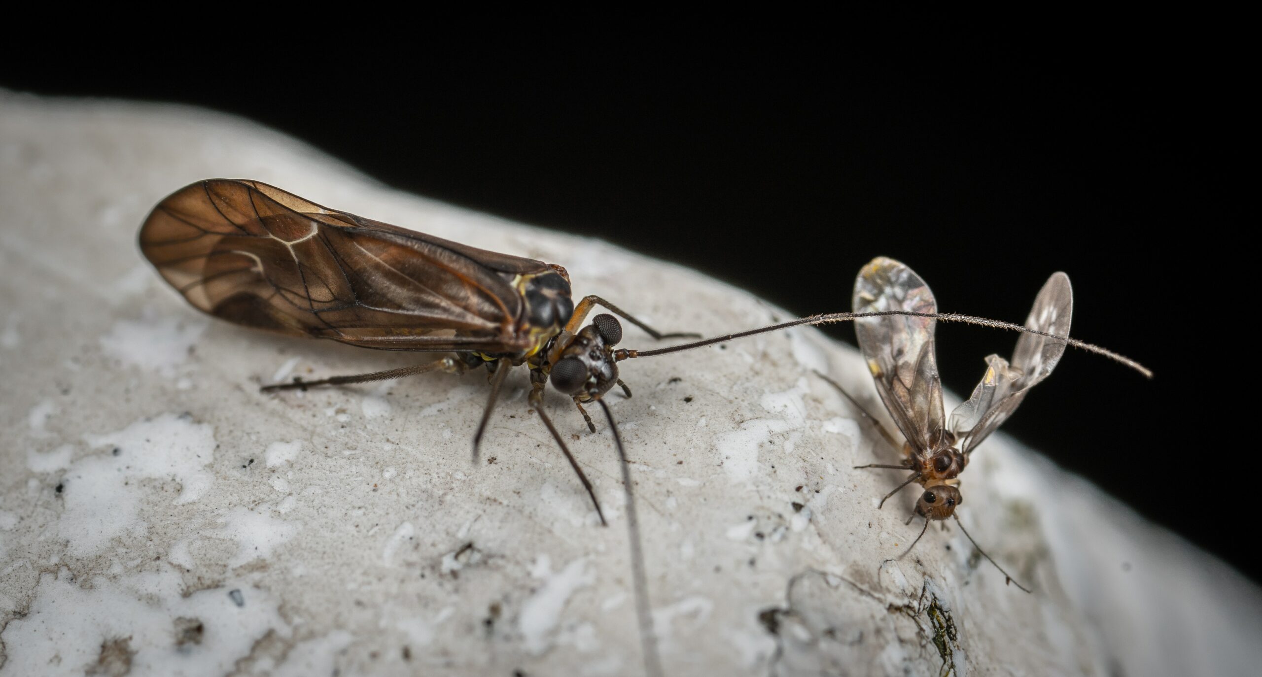 "Apocalipsa insectelor" este tot mai aproape! Avertisment îngrijorător ...