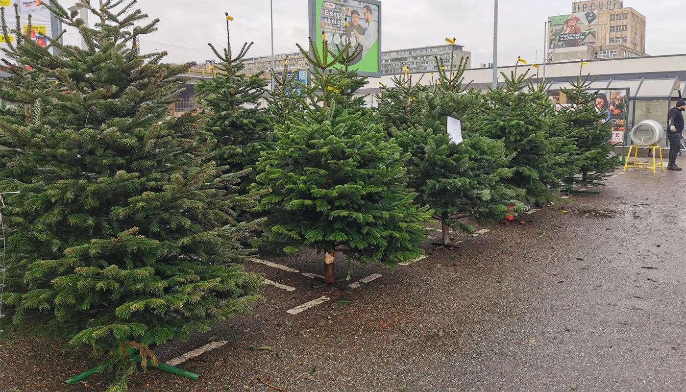 Prețurile au luat-o razna! Cu câți lei se vinde acum un brad în supermarketurile din România, cu ...
