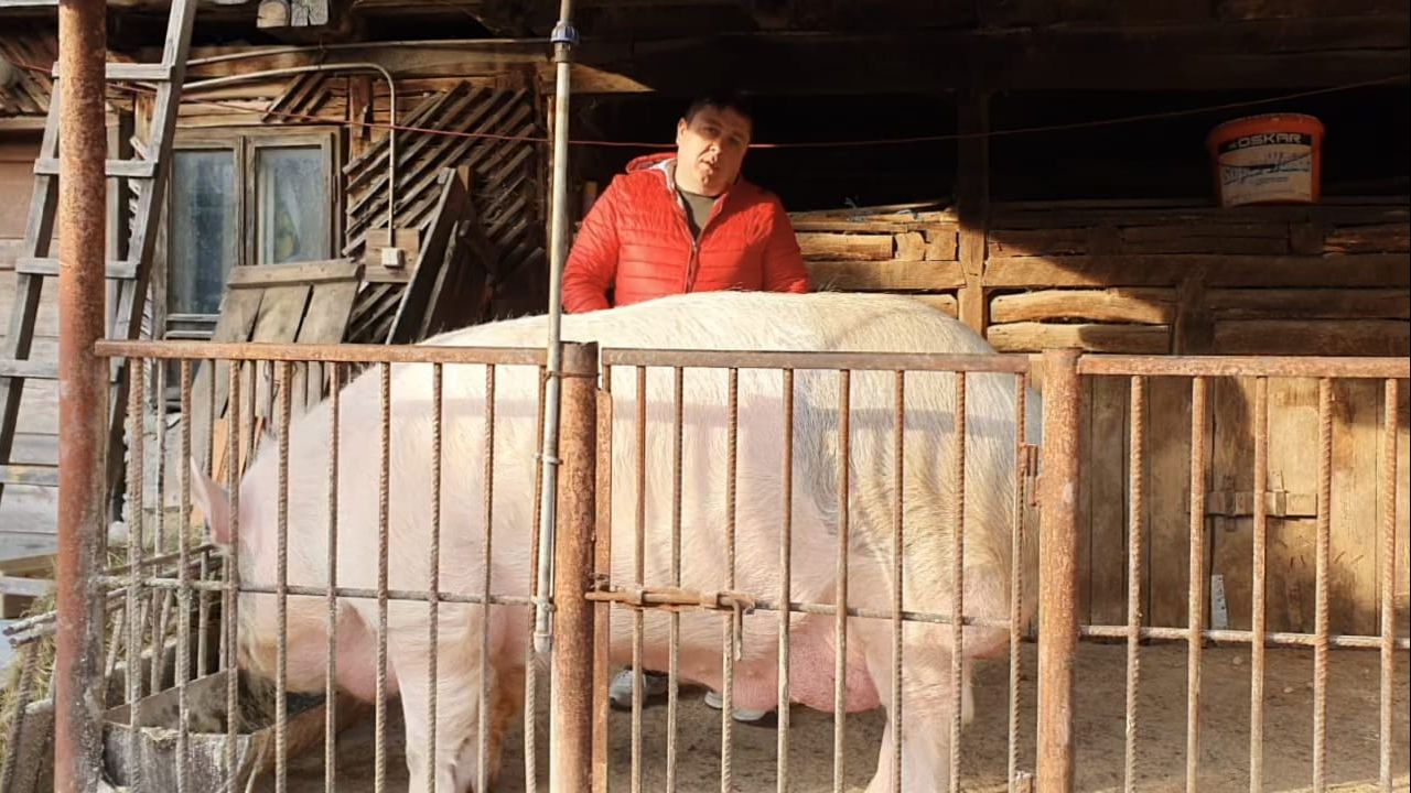 Suma fabuloasă pe care o cere un fermier pentru porcul de Crăciun. Animalul cântărește ...