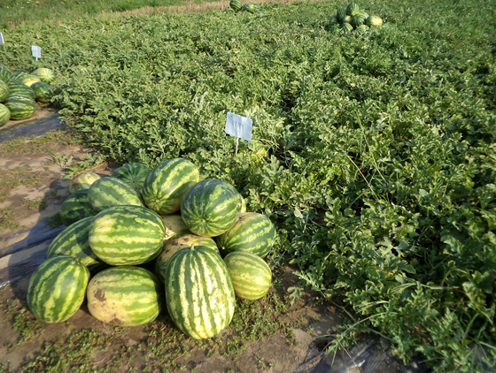 Cât a ajuns să coste un pepene roșu în piețele din Capitală. Românii ...