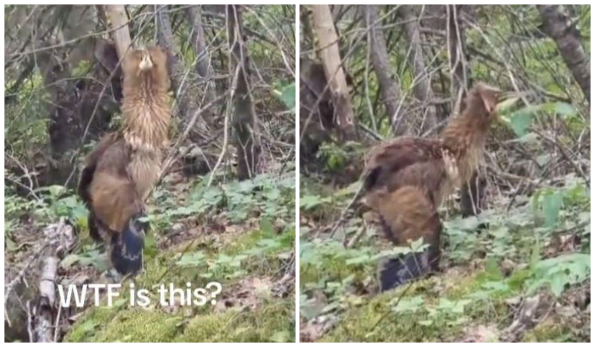 Cea mai bizară creatură surprinsă în 2023? Imaginile cu ciudatul animal ...