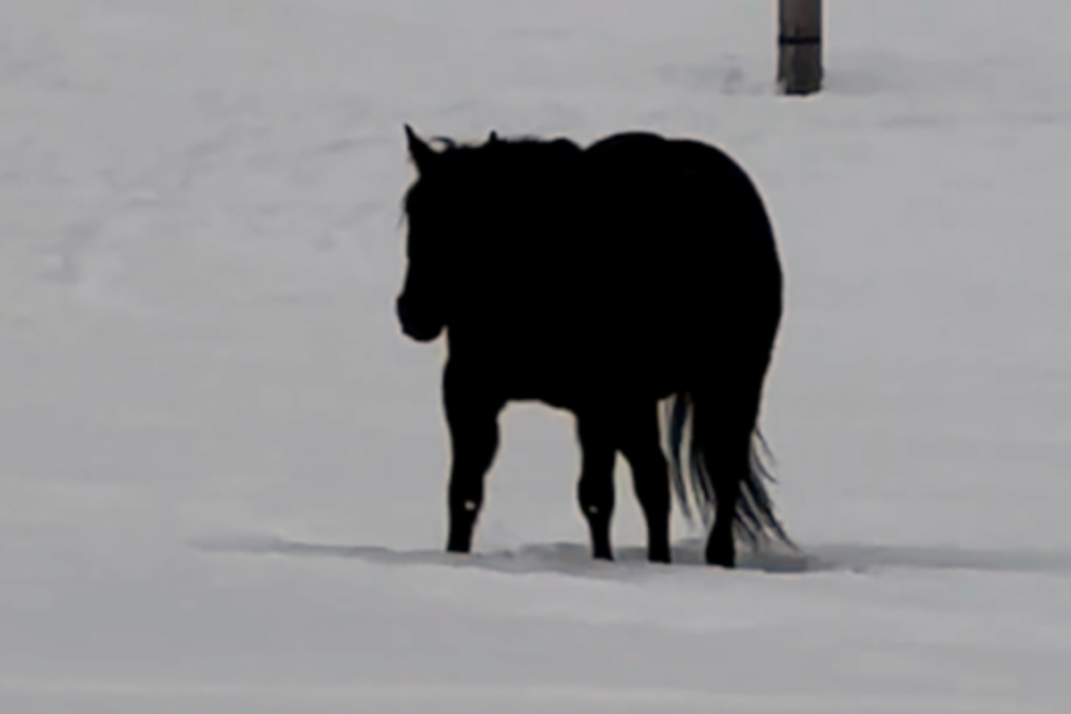 Iluzia optică ce a înnebunit internetul | Ce face calul din imagine ...