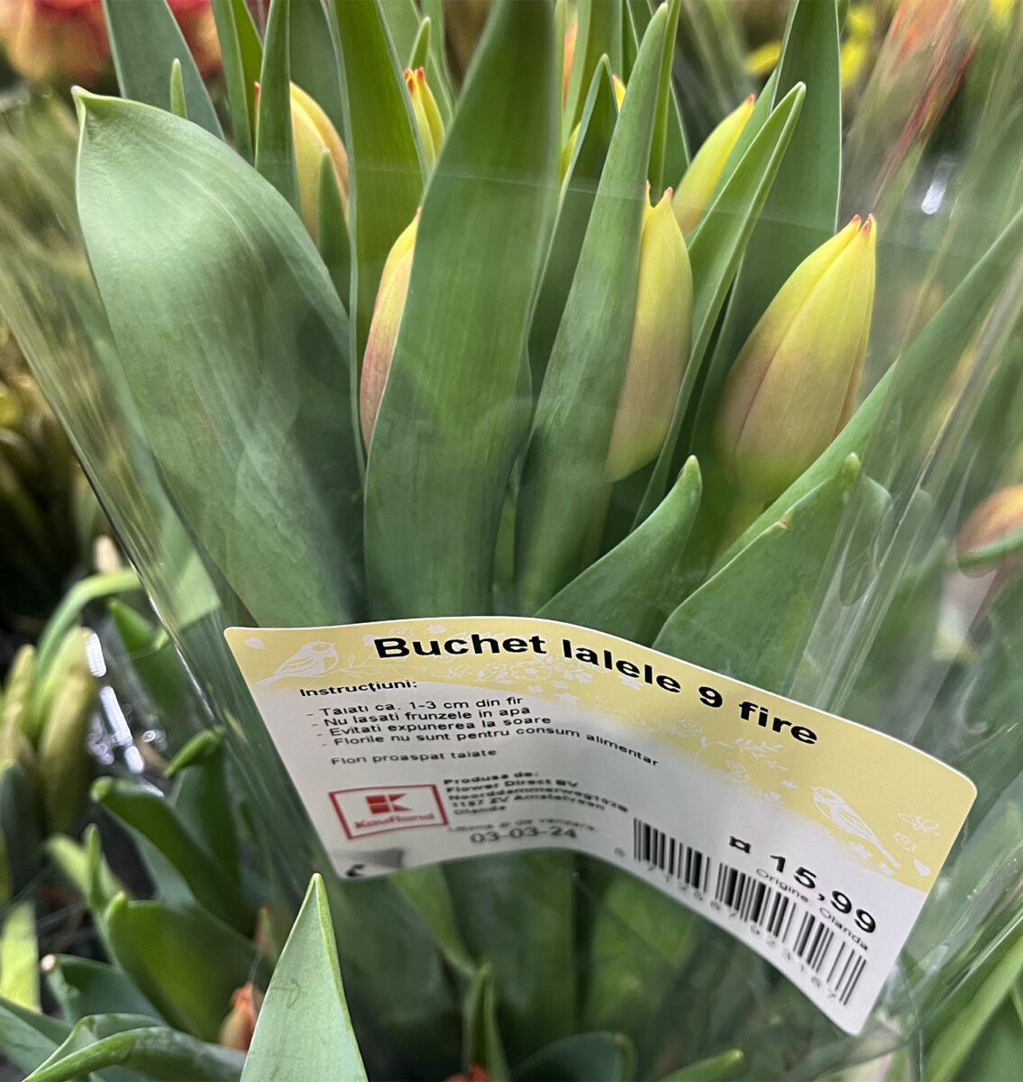 Cu câți lei se vinde un buchet cu 9 lalele în Kaufland, azi, de Ziua ...