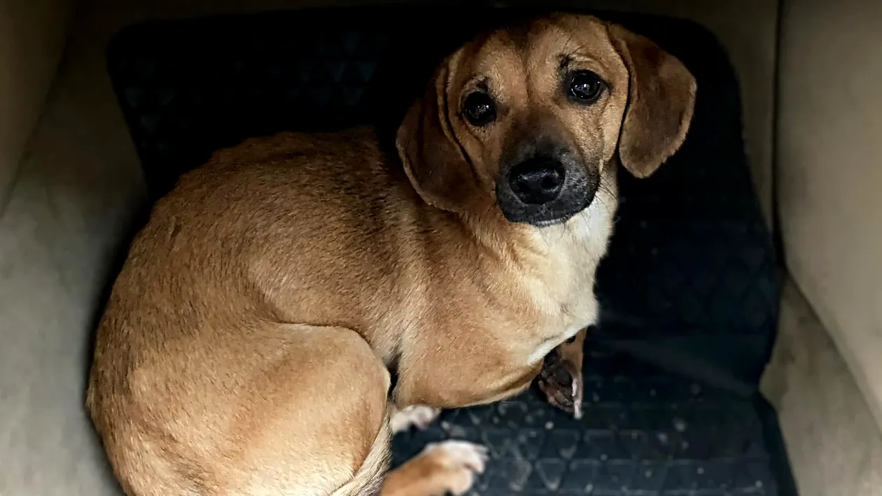 Patrocle, câinele căutat de toată România, a fost găsit după 2 luni și ...