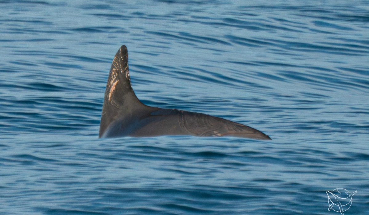 Cel mai rar animal din lume. Există doar 10 exemplare și sigur nu ai ...