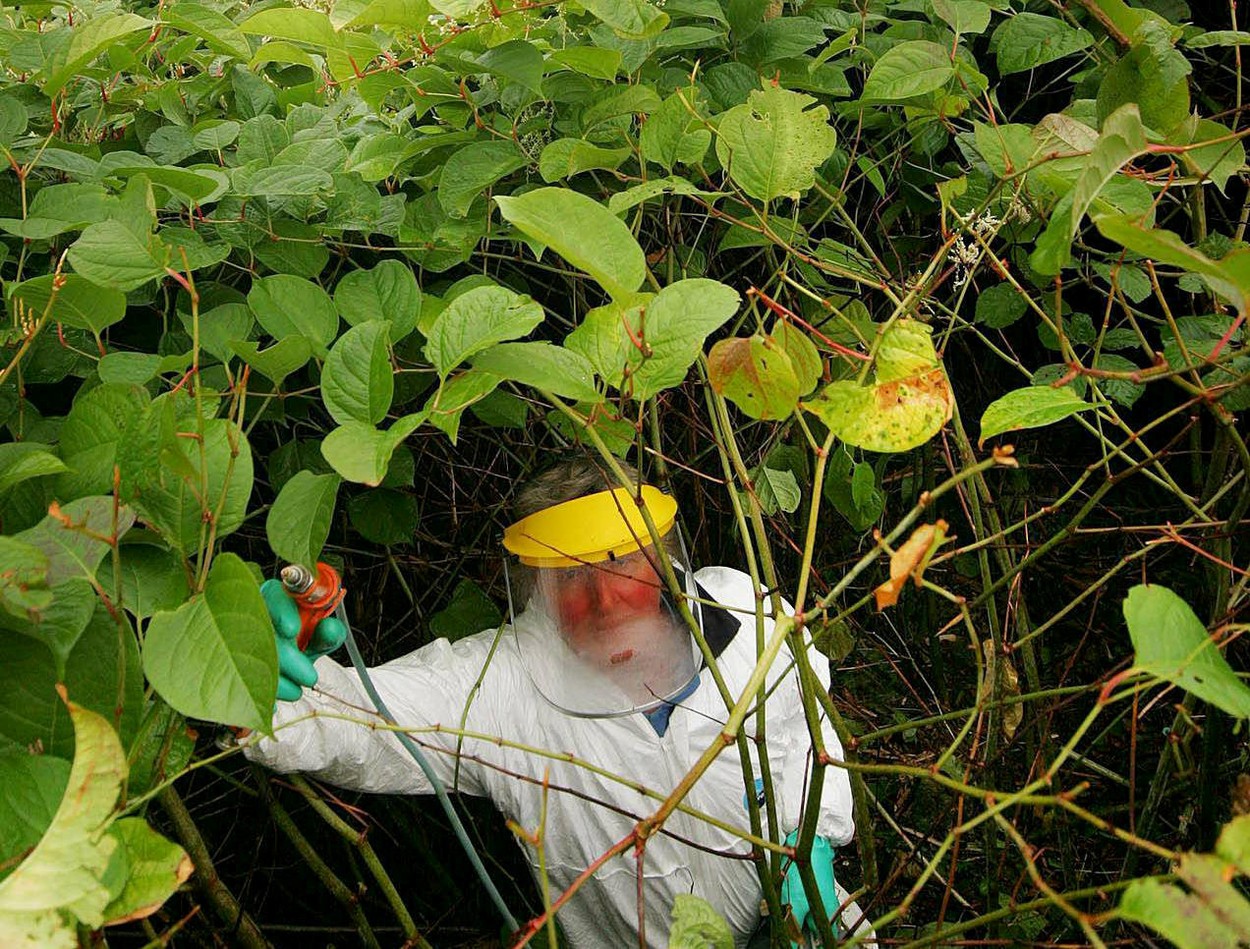 Planta care îți poate distruge casa. Nu trebuie să o crești în grădină ...