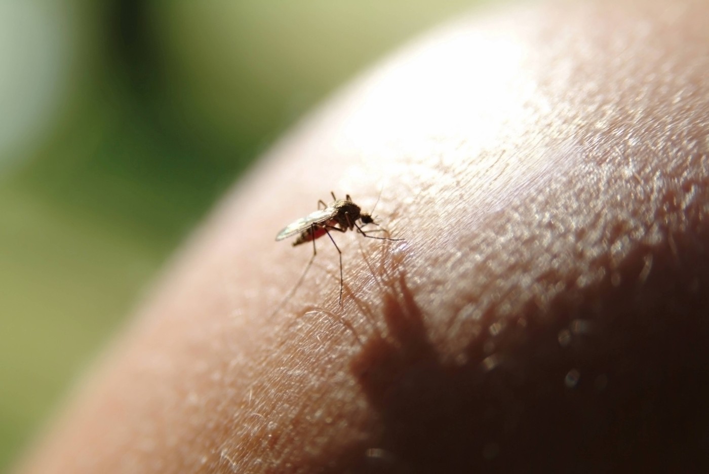 Virusul tropical CHIKV a ajuns în Europa. Specialiștii trag un semnal ...