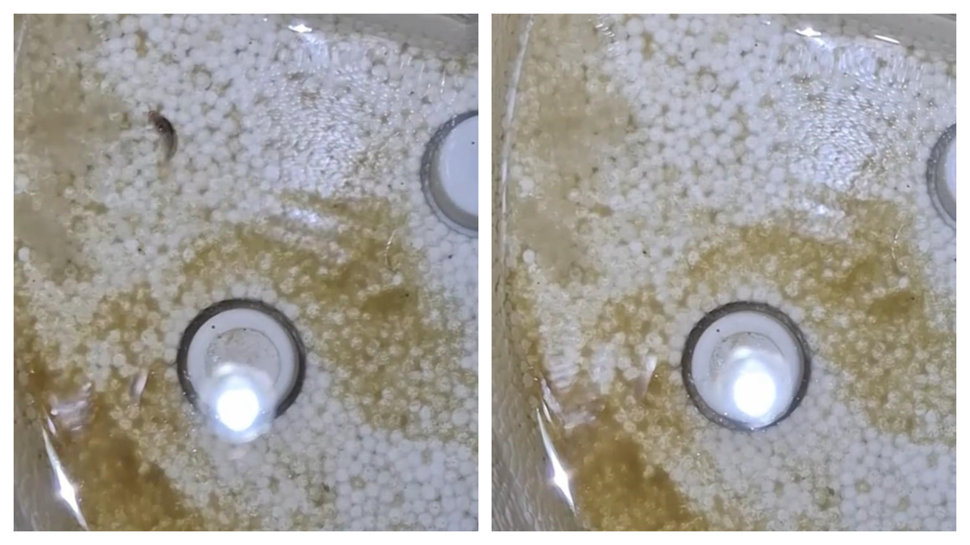 Un bărbat din Câmpina a stârnit un val de controverse după ce a filmat ...