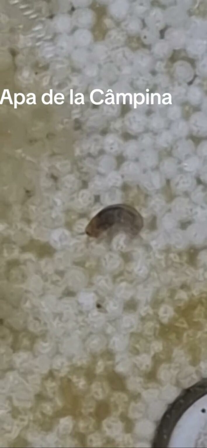 Un bărbat din Câmpina a stârnit un val de controverse după ce a filmat ...