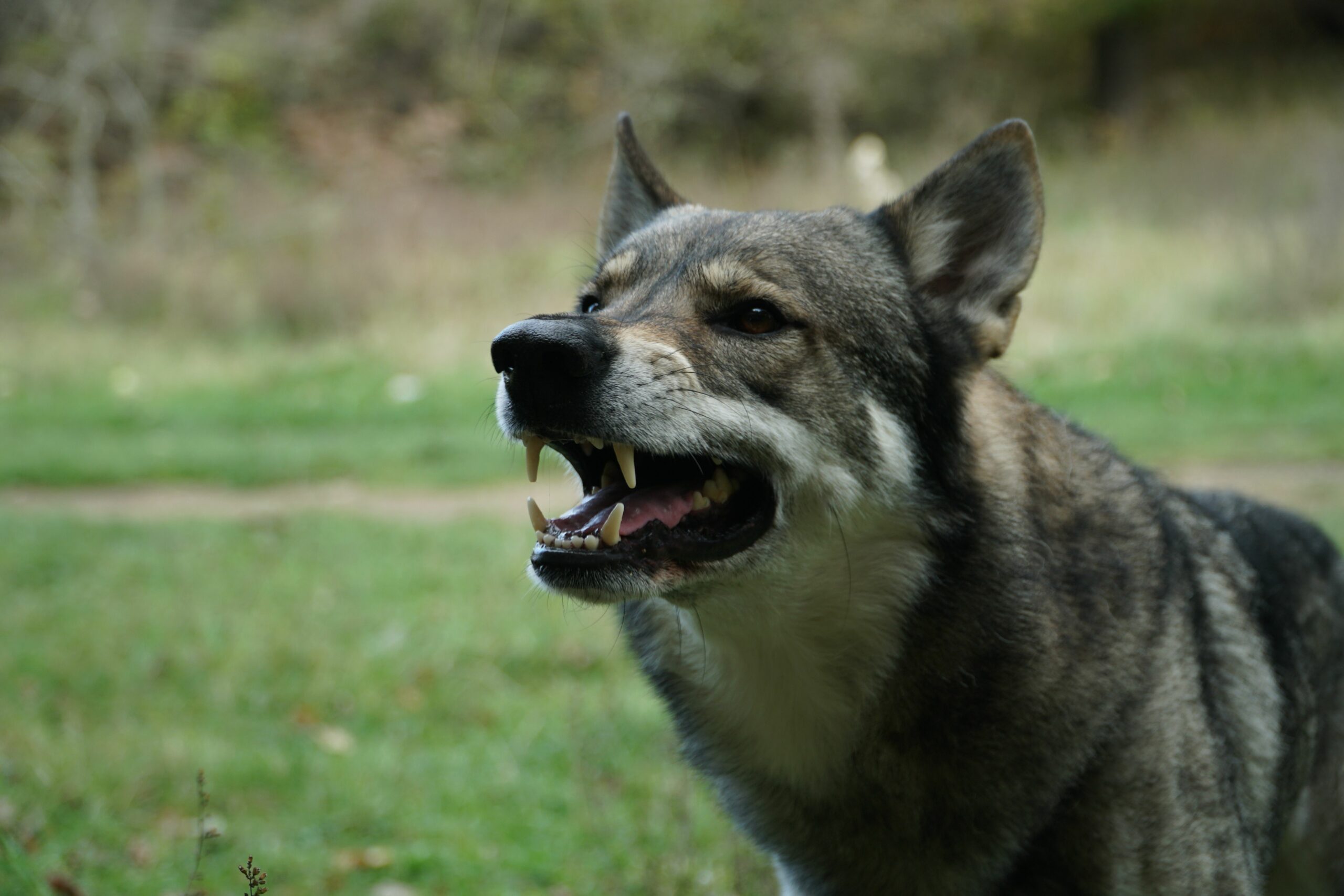 Un copil de 2 ani și 4 luni a fost atacat de un câine. Incidentul s-a ...
